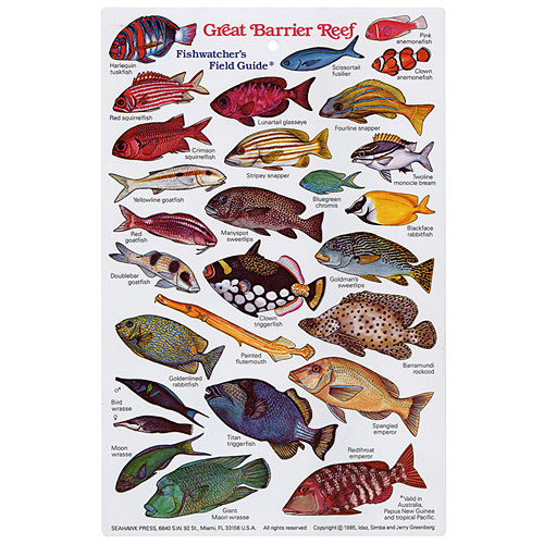 Great Barrier Reef Fish I.D. Card - Scuba