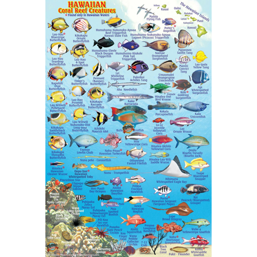 Hawaiian Reef Fish Species 21 Common Hawaiian Fish Names And Pictures