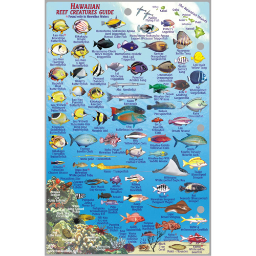 Maui Coral Reef Fish Maui Marine Life Spotlight Raccoon