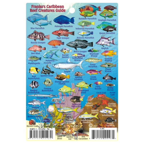 Caribbean Reef Fish 5 Most Common Caribbean Fish Species