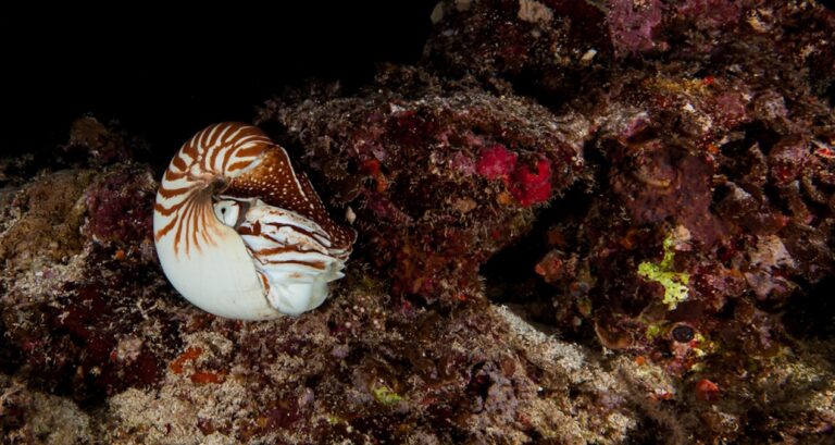 The Nautilus: A Living Fossil of the Seas - DeepDive