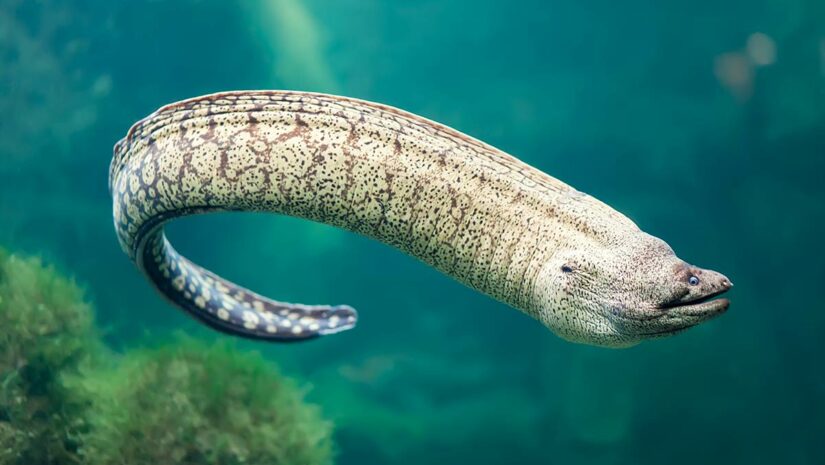 Moray Eel: 7 Facts You Need to Know - Scuba.com