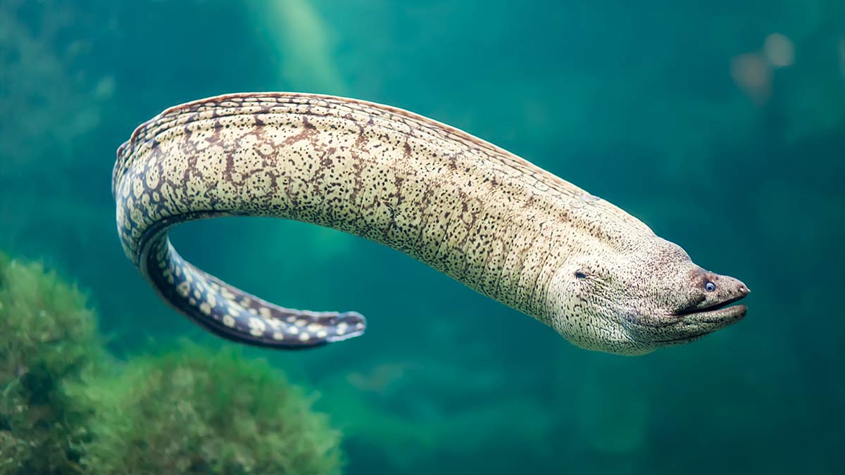 Moray Eel: 7 Facts You Need to Know - Scuba.com