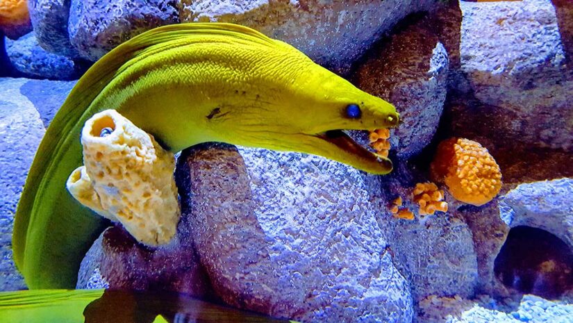 Moray Eel: 7 Facts You Need to Know - Scuba.com