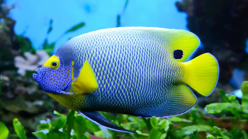 The Most Beautiful Fish in the Coral Reef - Scuba.com