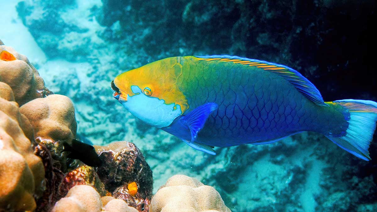The Most Beautiful Fish in the Coral Reef - Scuba.com