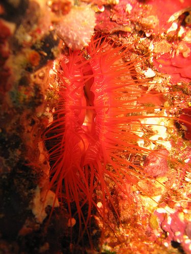 The Electric Flame Scallop - Scuba.com