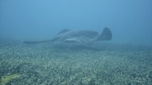 Meet The Rays- Types of Stingrays, Eagle Rays and Manta Rays - Scuba.com