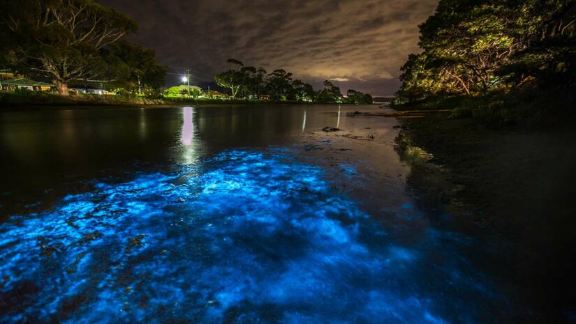 Bioluminescent Phytoplankton: What Makes It Glow?