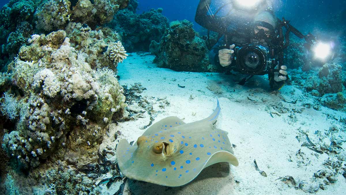 Types of Rays: Manta Ray vs Stingray vs Eagle Rays - Scuba.com