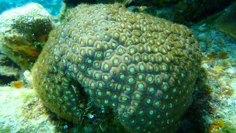 Master Coral Identification: Know the Types of Hard Coral