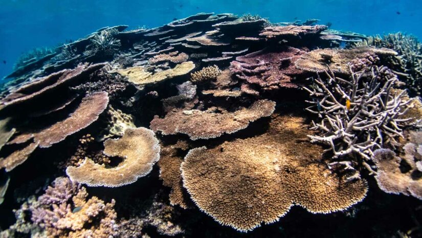 Master Coral Identification: Know the Types of Hard Coral