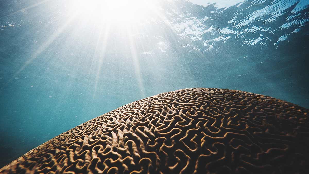 Master Coral Identification: Know the Types of Hard Coral