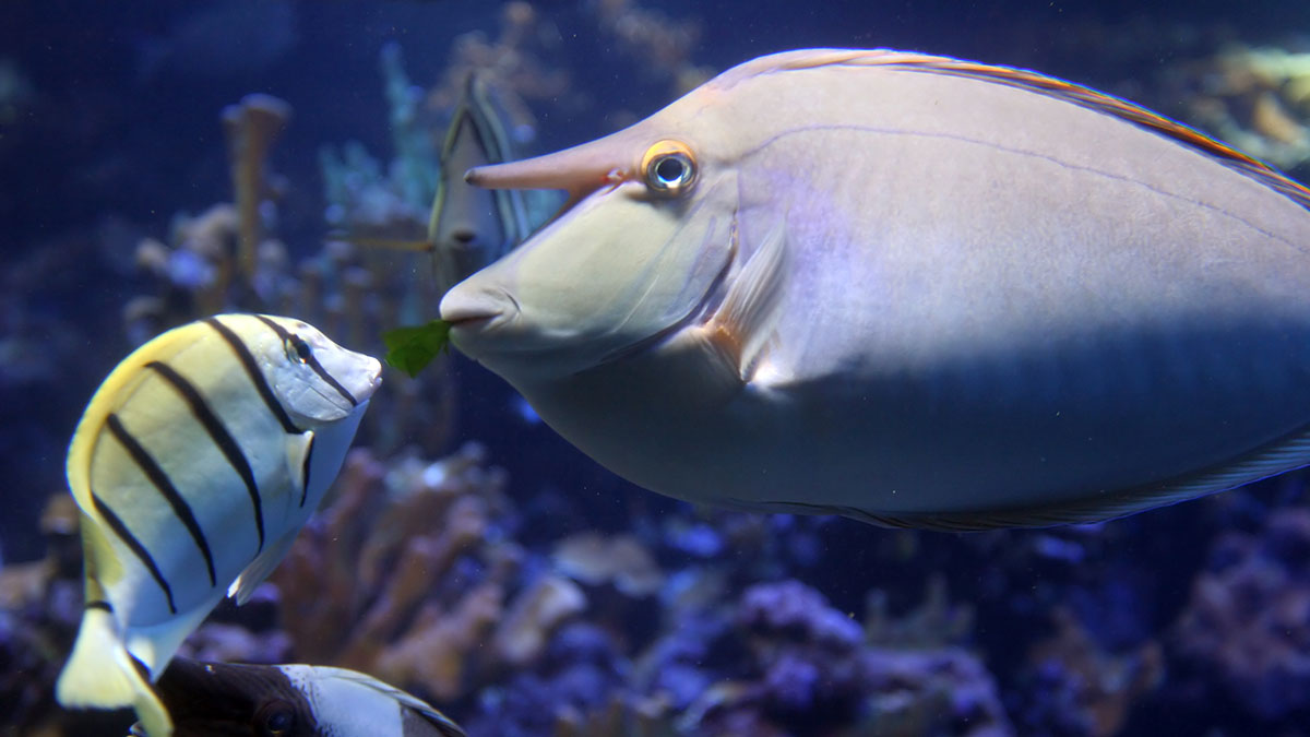 Whitemargin Unicornfish: The Fish With a Horn - Scuba.com