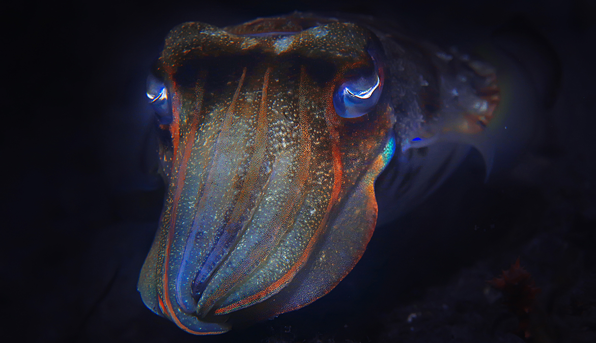 Meet The Masters Of Camouflage: The Cuttlefish - Scuba.com