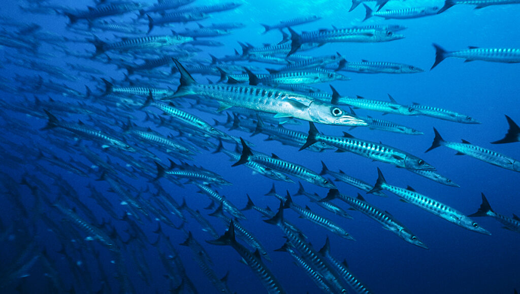 Barracuda Identification Guide - DeepDive