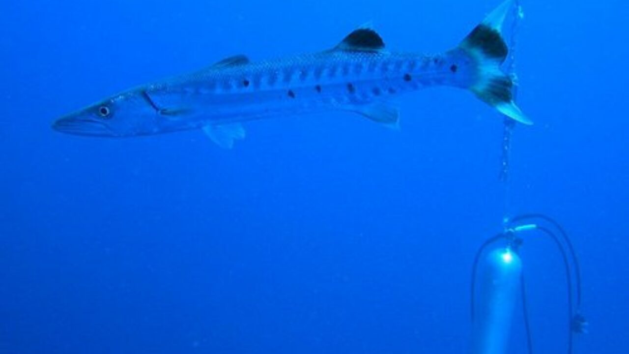 Giant Barracuda
