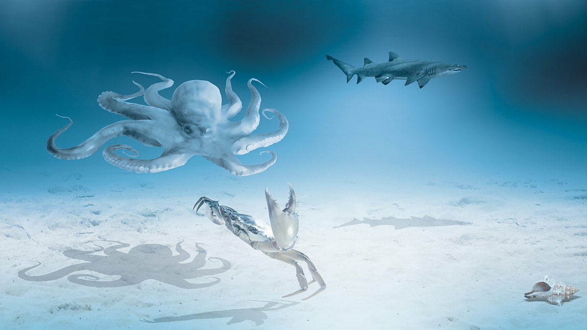 Shark Vs Octopus: Think You Know Who Wins? - Scuba.com