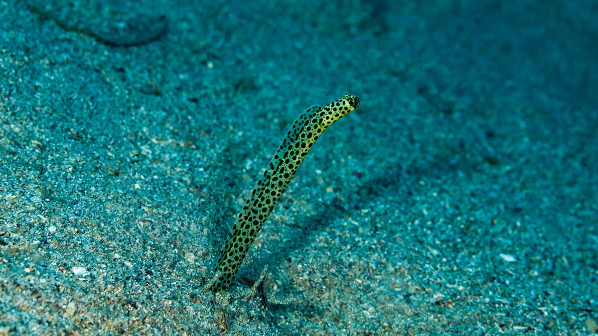 Garden Eel: The Disappearing Conger Eel - Scuba.com