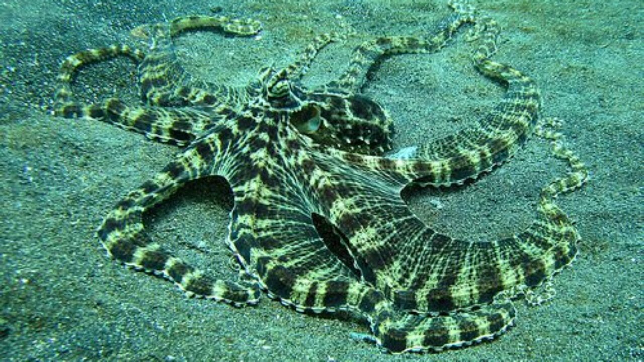 Mimic Octopus Lionfish