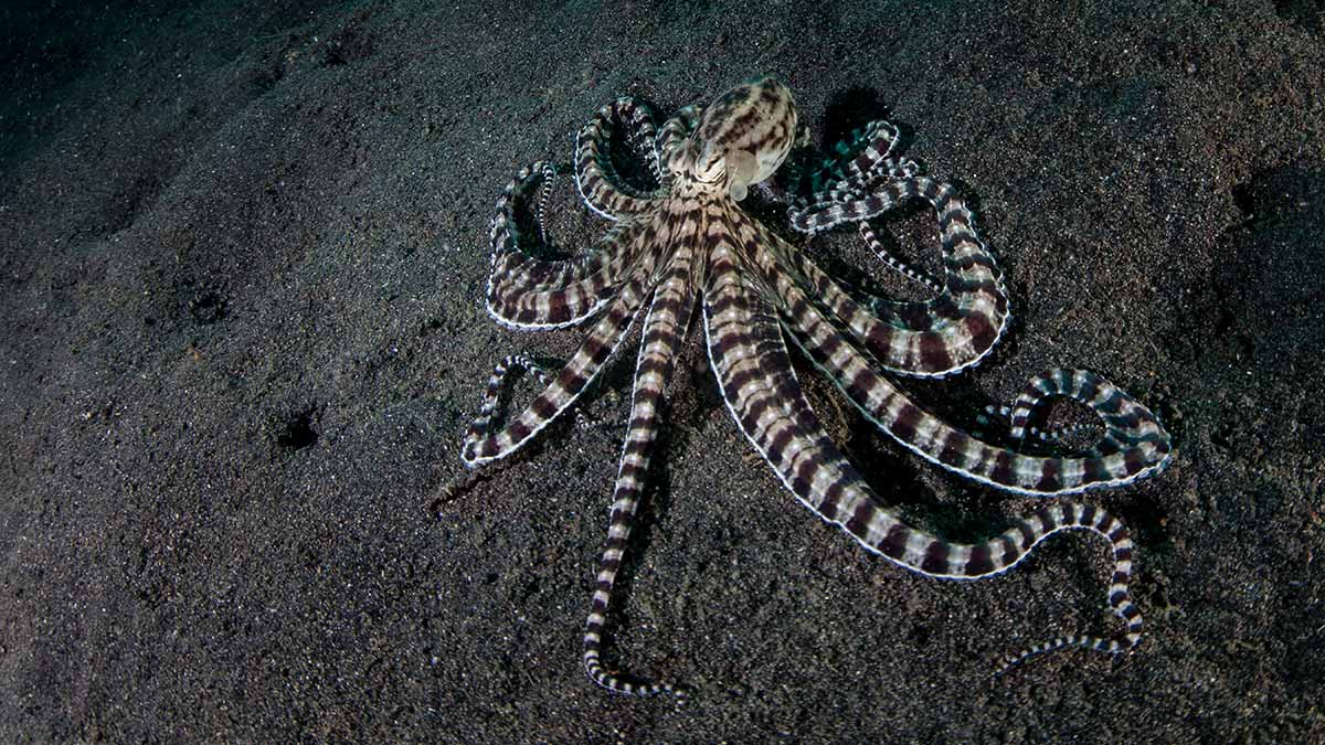 Mimic Octopus Sea Snake