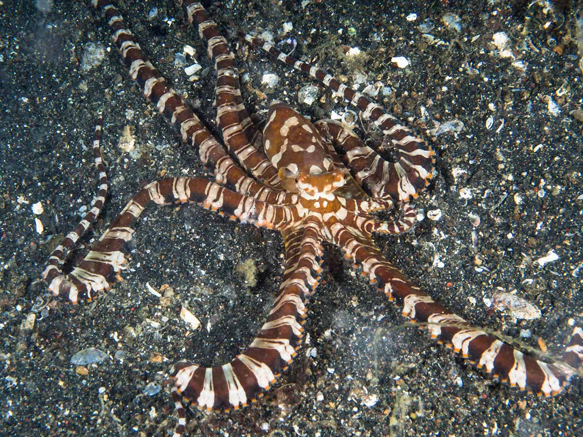 Meet the Mimic Octopus and the Wonderpus - Scuba.com