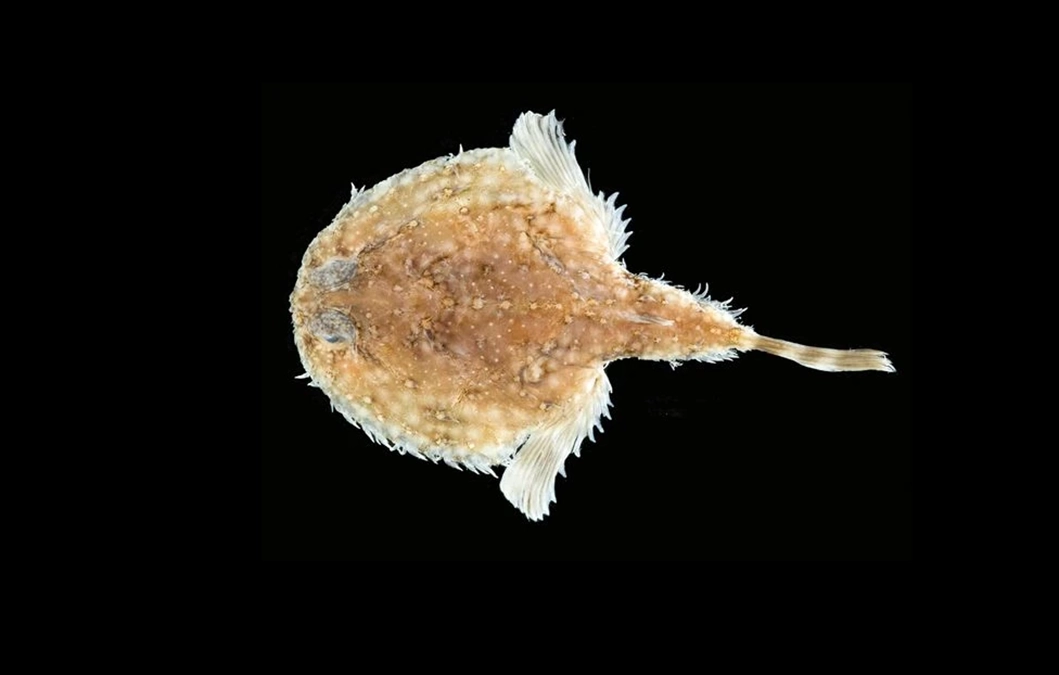 Why is the Louisiana Pancake Batfish Already Endangered?