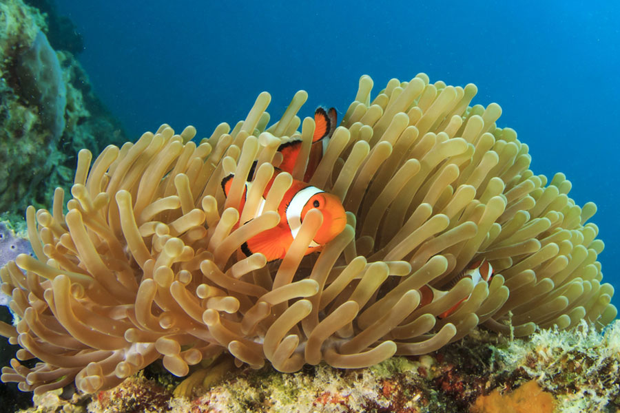 7 Symbiotic Relationship Examples in the Ocean - Scuba.com