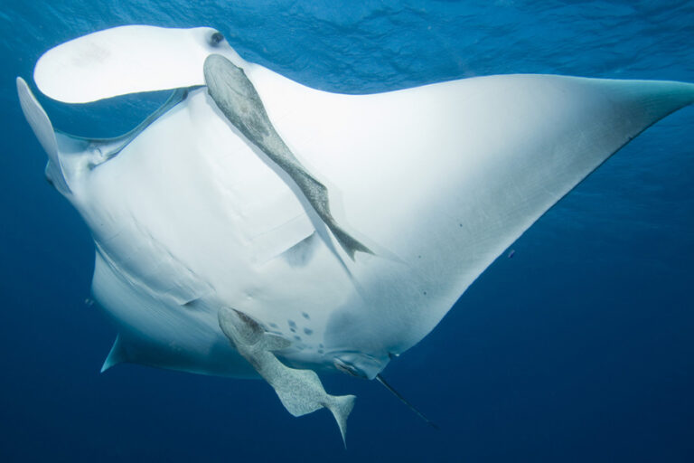 7 Symbiotic Relationship Examples in the Ocean - Scuba.com