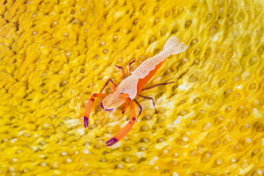 7 Symbiotic Relationship Examples in the Ocean - Scuba.com