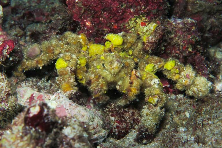 7 Symbiotic Relationship Examples in the Ocean - Scuba.com