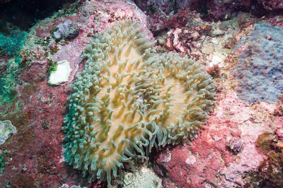 Sea Anemones: Flowers of the Ocean - Scuba.com