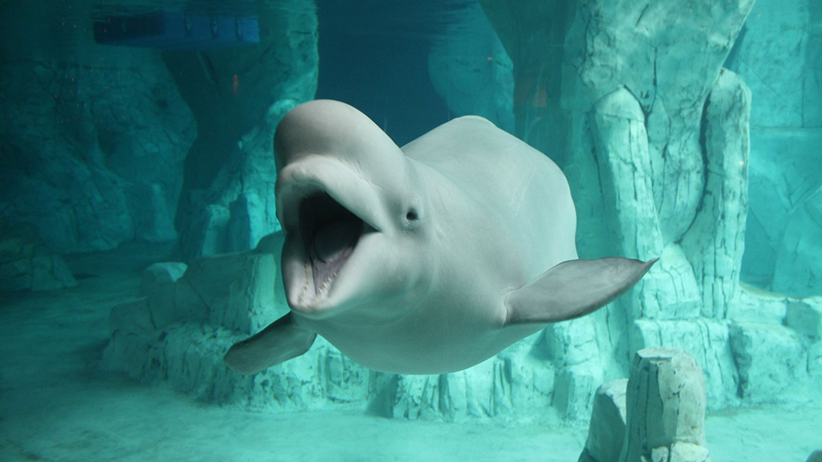 Beluga Whale: The Canary of the Sea - Scuba.com