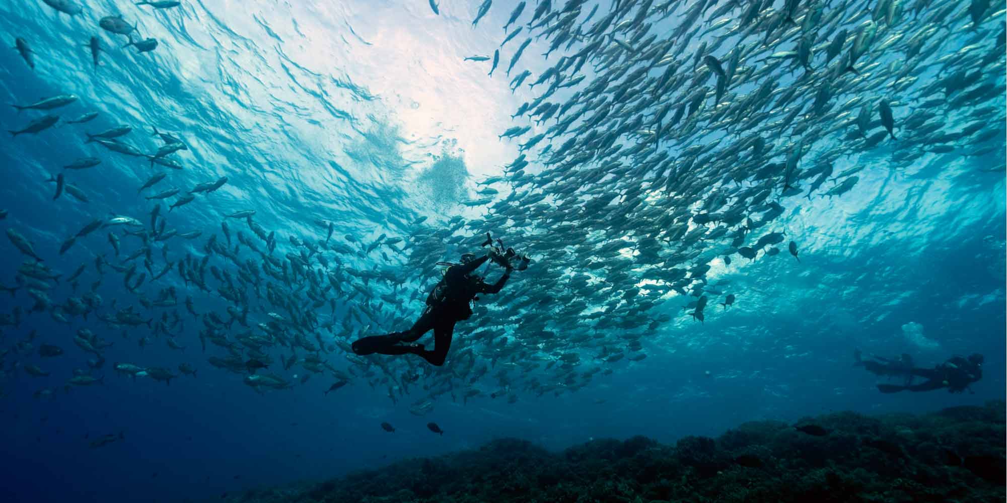 Common Marine Life of the Philippines - AquaViews