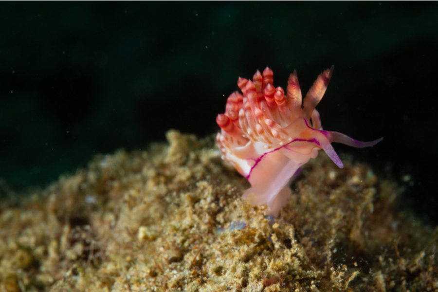 Common Marine Life of the Philippines - AquaViews