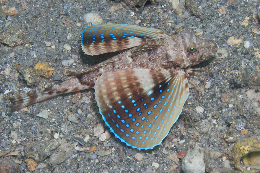 Common Marine Life of the Philippines - AquaViews