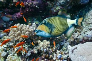 Common Marine Life of the Philippines - AquaViews