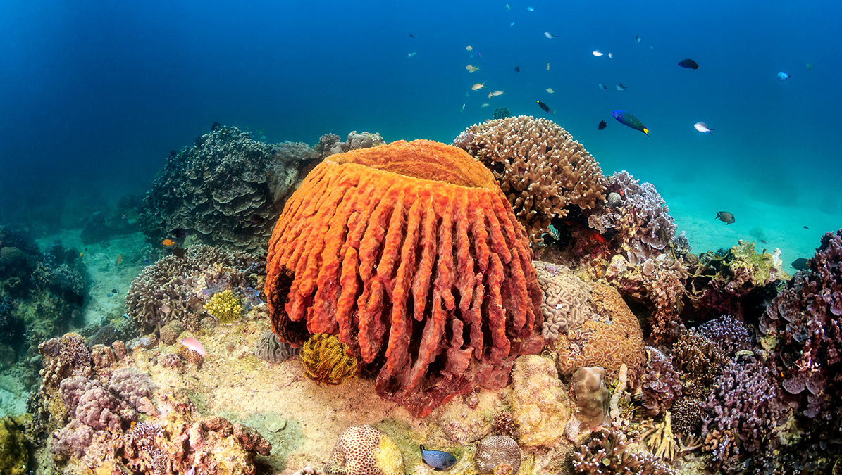 The Amazing Morphing Sea Sponge - Scuba.com