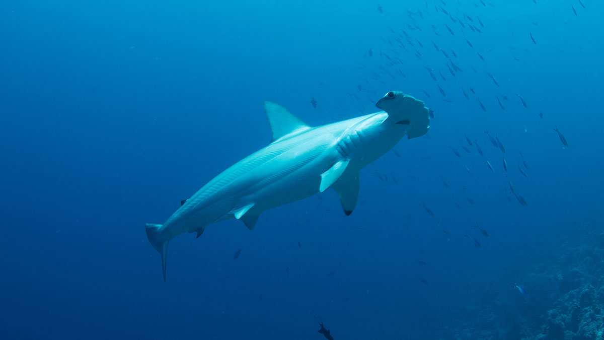 5 Intriguing Facts About Hammerhead Sharks - Scuba.com