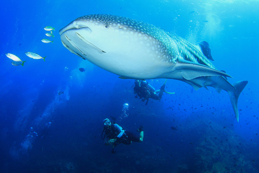 5 of the Biggest Fish in the World - Scuba.com