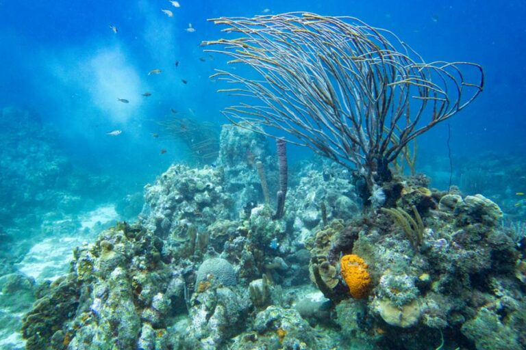 Coral Reef Destruction: 5 Common Causes of Coral Degradation