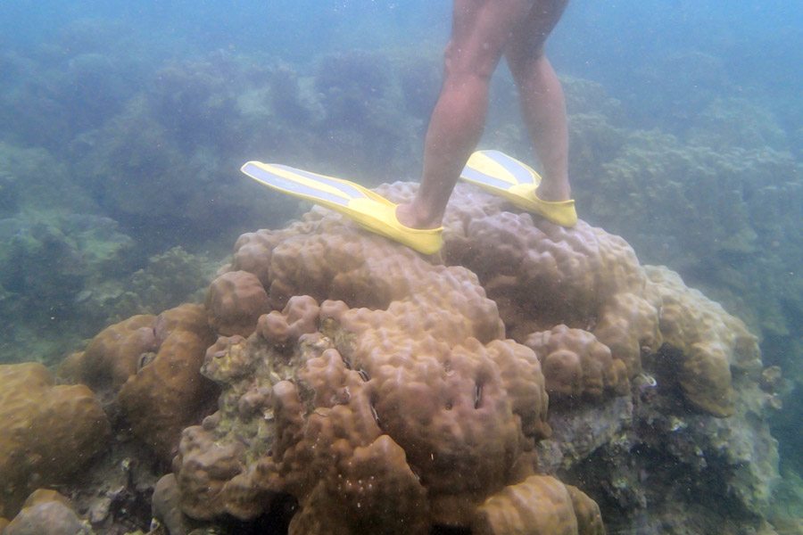 Coral Reef Destruction: 5 Common Causes of Coral Degradation