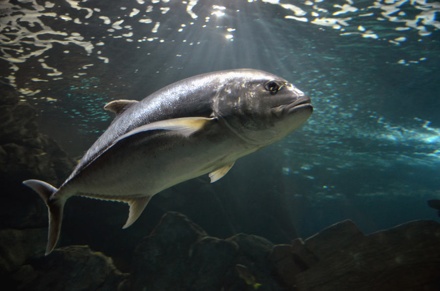 10 Intriguing Fish of the Mediterranean Sea - Scuba.com