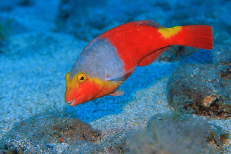 10 Intriguing Fish of the Mediterranean Sea - Scuba.com