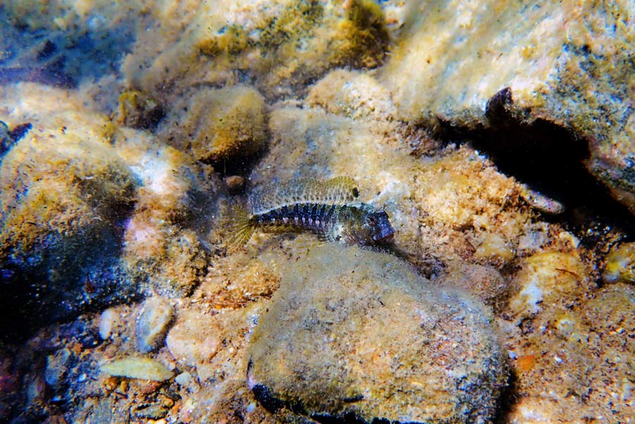 10 Intriguing Fish of the Mediterranean Sea - Scuba.com