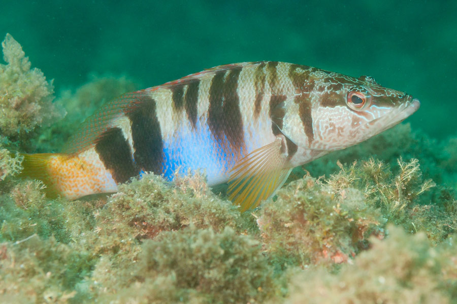 10 Intriguing Fish of the Mediterranean Sea - Scuba.com