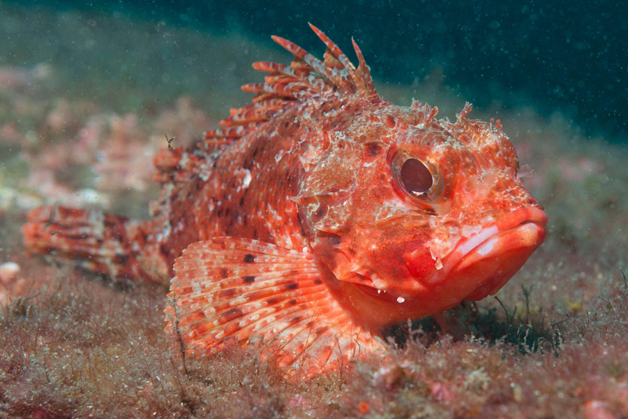 10 Intriguing Fish of the Mediterranean Sea - Scuba.com