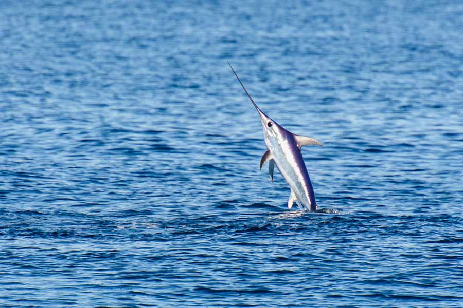 10 Intriguing Fish of the Mediterranean Sea - Scuba.com