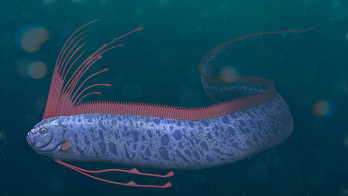 10 of the Ocean’s Most Elusive Creatures That Divers Hope to See ...