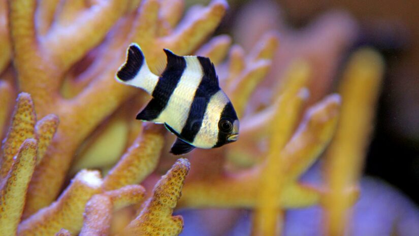 Meet the Real Fish Species of Finding Nemo - Scuba.com